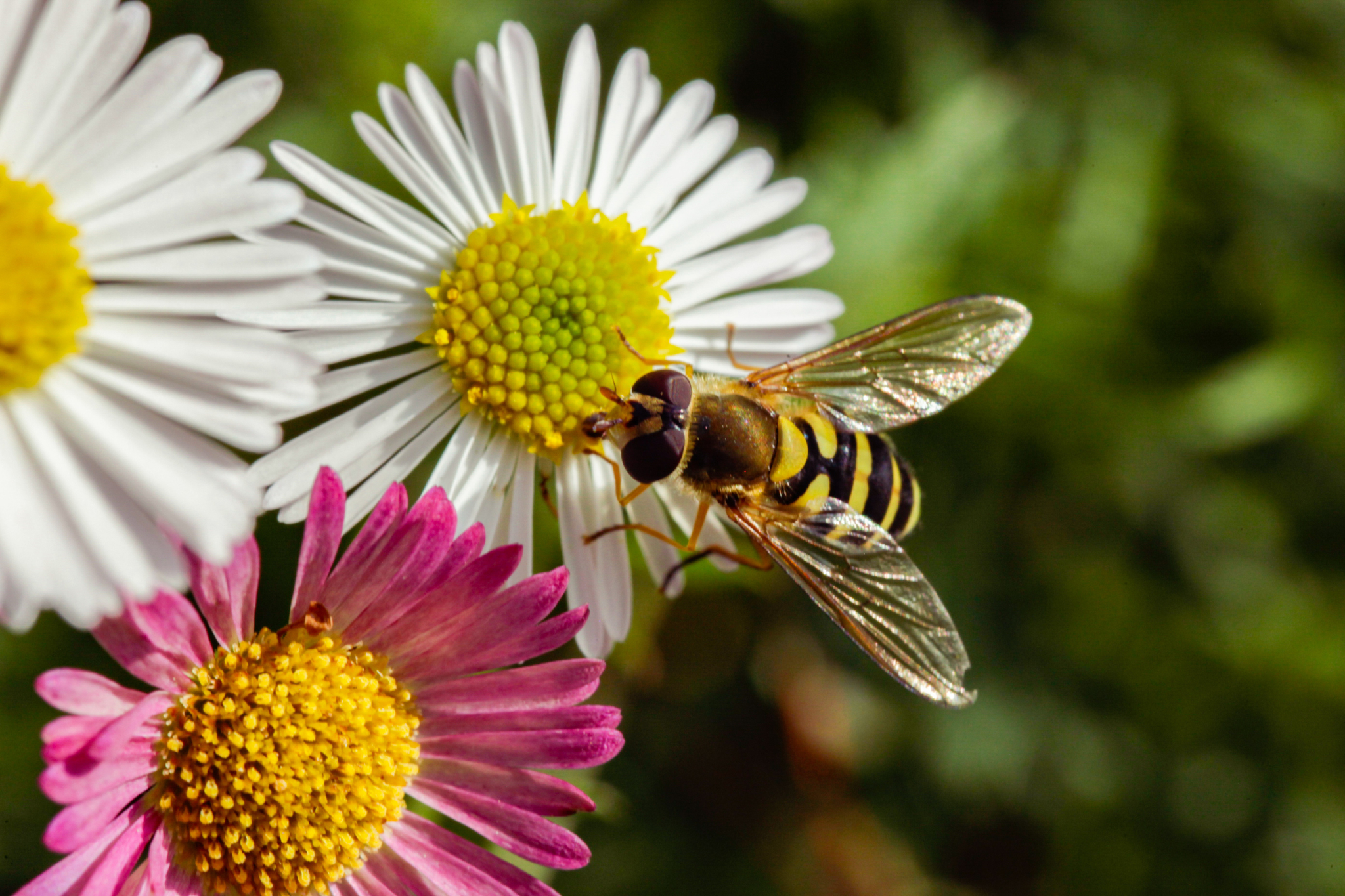Le Syrphe, mouche ou abeille ? - Les Dorloteurs d'Abeilles