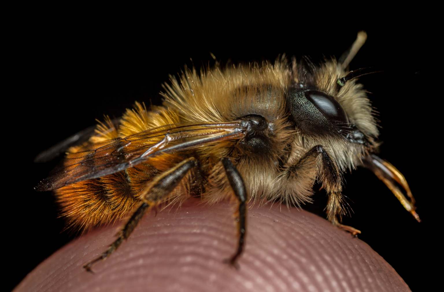 Quelles sont les différentes parties du corps d'une abeille ? Les ...