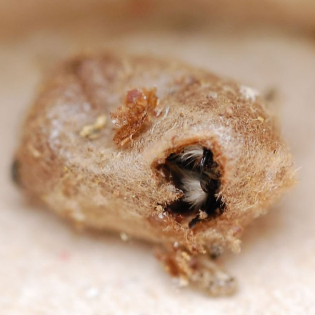 Cocons d'abeilles solitaires locales - Les Dorloteurs d'Abeilles