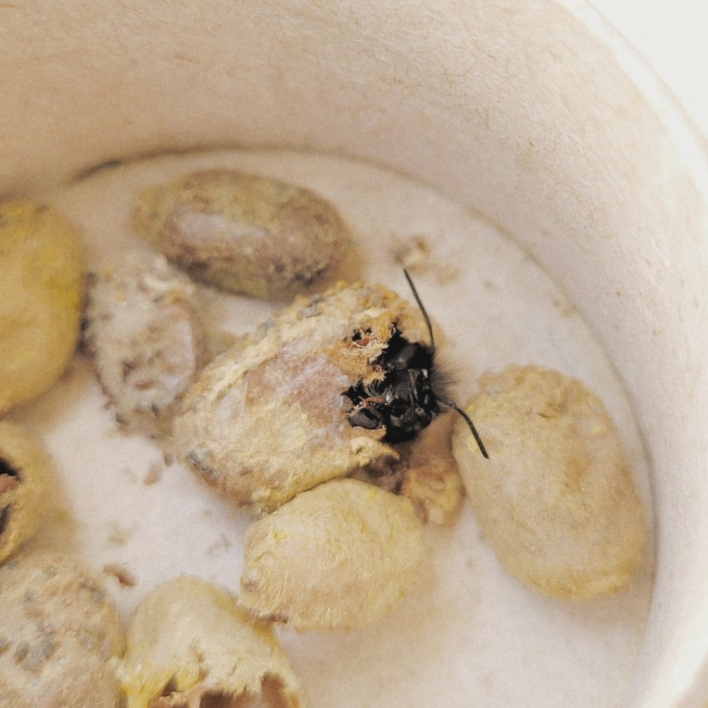 Cocons d'abeilles solitaires locales - Les Dorloteurs d'Abeilles